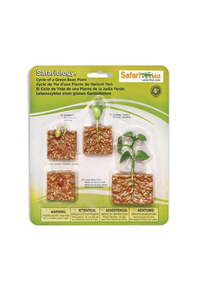 Life Cycle of a Green Bean Plant - Independent Living